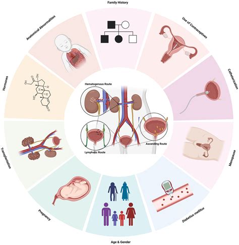 Frontiers Comprehensive Insights Into Utis From Pathophysiology To Precision Diagnosis And