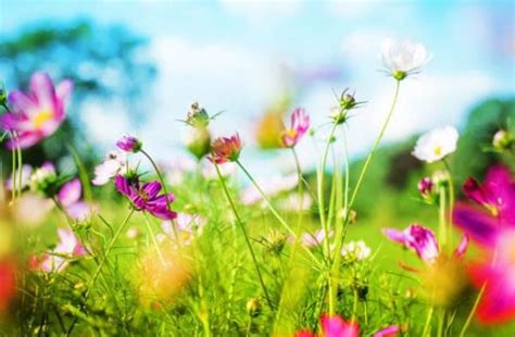 四季出生属牛人的性格 夏季出生中年转运 属牛 国学梦