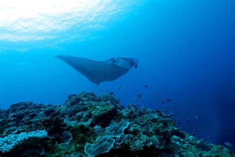 Diving Okinawa Japan At Dustin Arsenault Blog