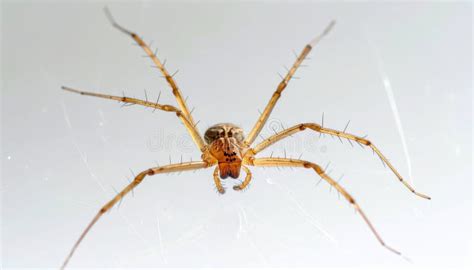 Brown Recluse Spider Close Up On White Background Stock Illustration