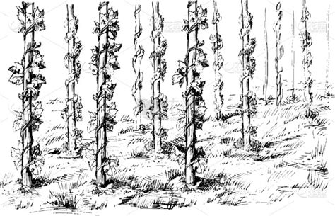 田地分离着色农业自然捷克图像叶子矢量绘制生长