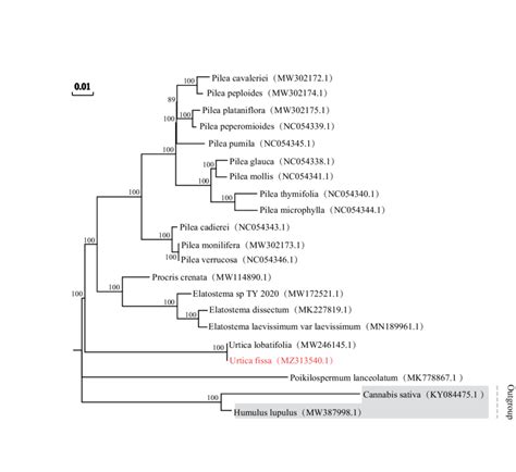 Maximum Likelihood Phylogenetic Tree Analysis Based On Chloroplast