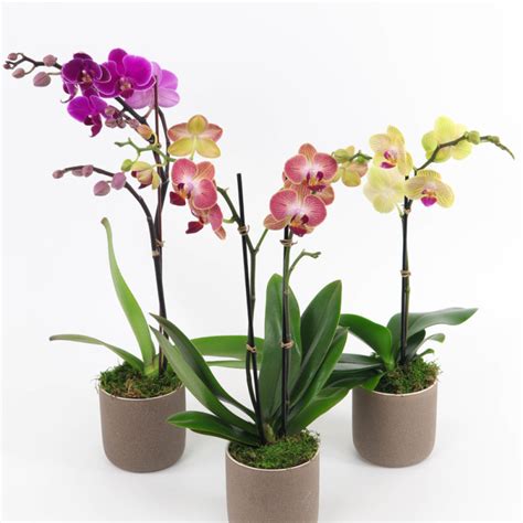 Mini Orchid Grouping 1 Florist In Los Angeles Dotties Flowers