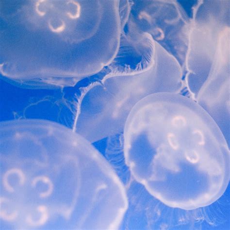 Americanbread Youtube