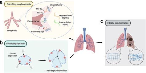 The Dynamic Ecm Microenvironment Plays Key Roles In Lung Organogenesis
