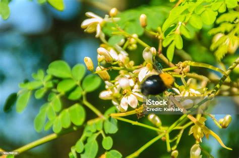 모호한 목수 꿀벌 흰색 꽃으로 Moringa Oleifera 나무에 날고 있다 선택적 초점입니다 건강관리와 의술에 대한 스톡