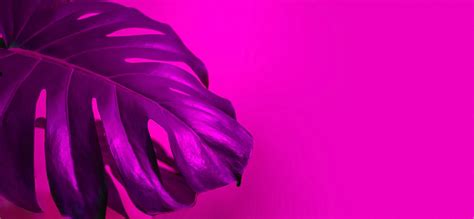 열대 몬스터 나뭇잎과 텍스트 공간을 가진 네온 마젠타 수평 배너 웹 사이트 또는 소셜 네트워크에 대한 밝은 트렌디 배너 자외선 램프에 의해 조명 몬스터 네온에 대한 스톡