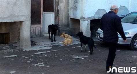 Бездомные собаки «укрепляют позиции Jnews Ge