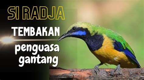 Cucak Cungkok Radjanya Tembakan Juara Youtube