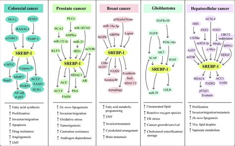 Srebp 1 Mediated Lipogenesis In The Five Types Of Cancers Multiple