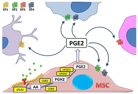 Biomedicines Free Full Text The Role Of Cox 2 And Pge2 In The Regulation Of Immunomodulation
