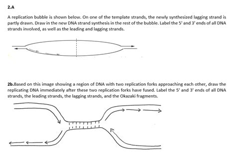 Replication Bubble Course S5 Biology Topic Unit 4 Dna Replication