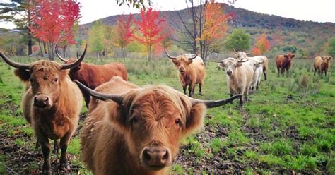 Was Out Taking Some Fall Foliage Photos When Suddenly I Had An Audience
