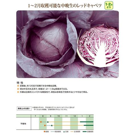 増田採種場 レッドベリー甘藍 キャベツ種子 2000粒 Masuda 0056種苗・園芸ショップ 種もり 通販 Yahooショッピング