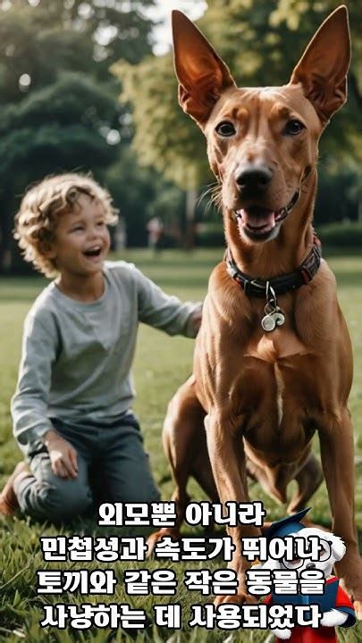 파라오 하운드 Youtube