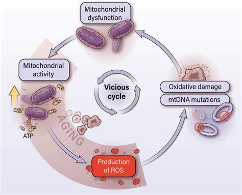 Mitochondrial Dysfunction Develops In Aging Cells And Cancer Cells Download Scientific Diagram