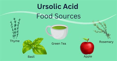 Ursolic Acid — Food Sources Benefits Side Effects And Supplement