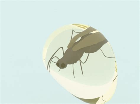 Bug Trapped Inside Amber Resin Ancient 3d Model Max Format • Designs Cad