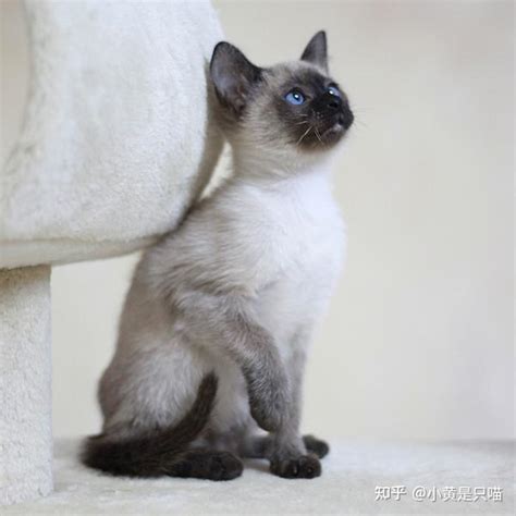 不养“暹罗猫”的5大理由，你能接受吗？ 知乎