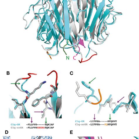 Bmcrt And Human C1q Interaction Details Showing Number Of Hydrogen