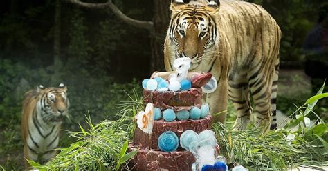 에버랜드 호랑이 4남매 세 돌 생일잔치