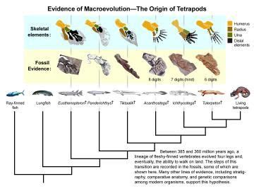 Evolution Transitional Forms Google Search Evolution Activities Evolution Biology Classroom