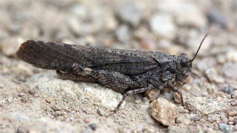 Crackling Forest Grasshopper North American Insects And Spiders