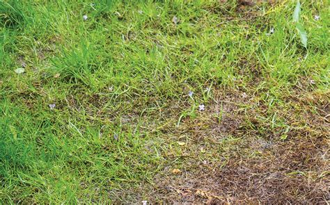 Controlling Porina Caterpillars In Lawns Growing Guides Daltons