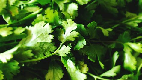 Coriandre 6 Bienfaits De Cette Plante Qui Divise Tant Herbs Cilantro Health