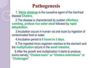 Vibrio Cholerae Pptx
