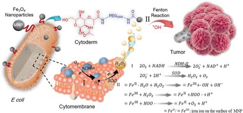 The Scheme Of Bacteria‐based Fenton‐like Bioreactor And Its