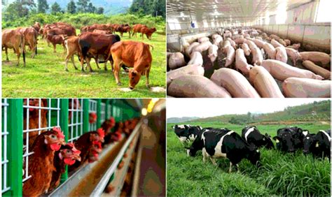 Trình bày đặc điểm của ngành chăn nuôi