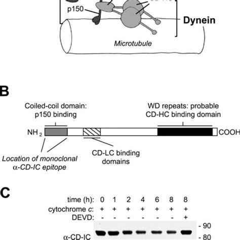 Cleavage Of CD IC Takes Place Within Its NH2 Terminal P150Glued Binding