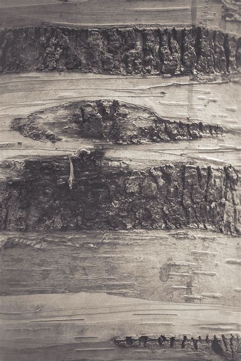 Tree Bark Tree Bark Art Art Inspiration