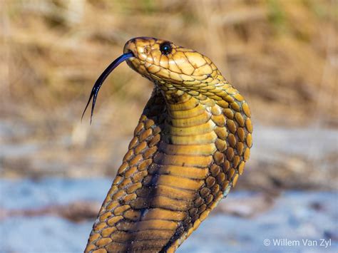 Cape Cobra Naja Nivea From Milnerton South Africa Dangerously