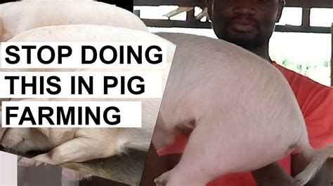 Pig Farming 9 Costly Mistakes You Dont Want To Make Successful Pig