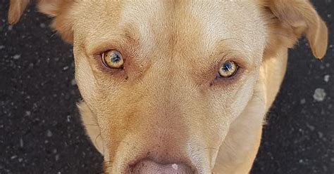 Rhodesian Ridgeback Lab Cross Album On Imgur