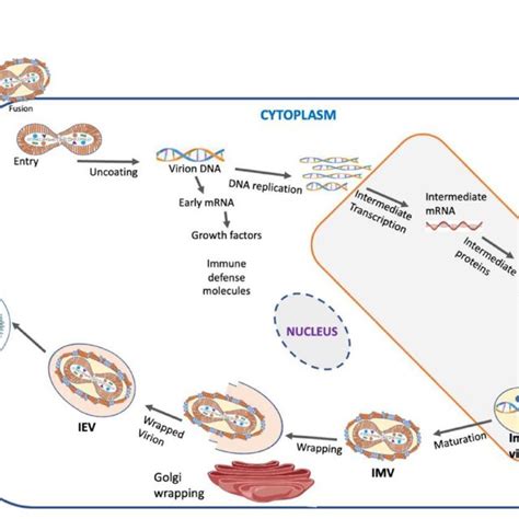 Schematic Representation Of The Orthopoxvirus Replication Cycle And