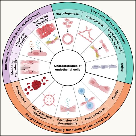 A Systems View Of The Vascular Endothelium In Health And Disease Cell