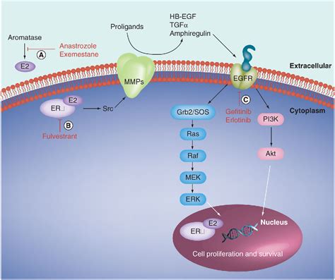 Figure 2 From Targeting The Estrogen Pathway For The Treatment And