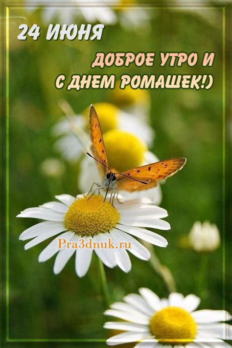 24 июня день ромашек