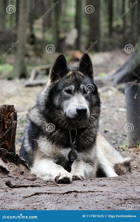 Tibetan Mastiff Wolf Mix