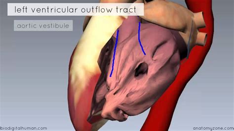 Heart Anatomy Left Ventricle 3d Anatomy Tutorial Youtube