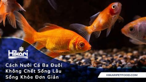 Cách Nuôi Cá Ba Đuôi Không Chết Sống Lâu Khỏe Mạnh Tại Nhà