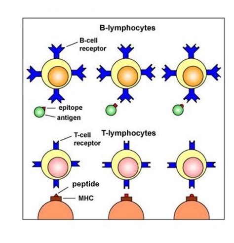 4 Antigen Presentation And Mhc Flashcards Quizlet