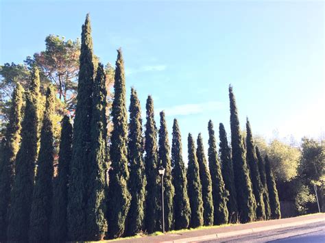 Coalescent Hidden Markov Model X Trees