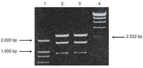Pcr Results Of Recombinant Plasmid Pmd18 T Simple Vector Single Chain Download Scientific