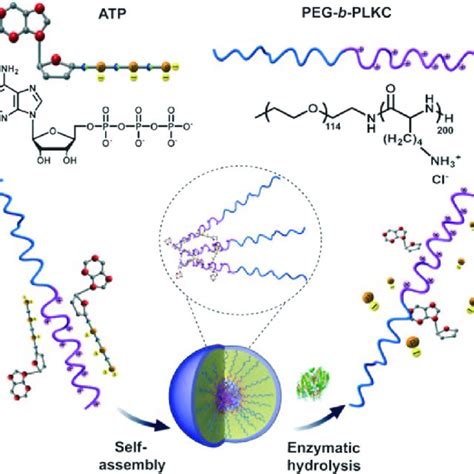The Enzyme Responsive Side Chain Polymeric Supra Amphiphile Reprinted Download Scientific