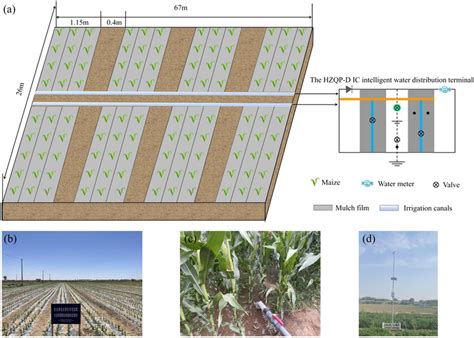 A Schematic Diagram Of The Experimental Field B The Sampling Field And Download Scientific