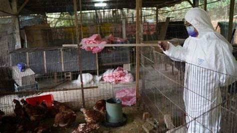 蛋雞不明原因死亡！竹縣養禽場爆禽流感 動保所全面撲殺 三立新聞網 Line Today